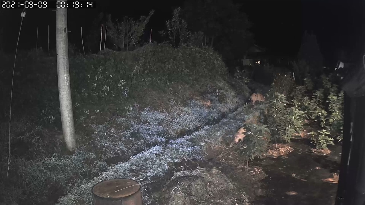 Wild Animal Detection Object Detection Model by wildani