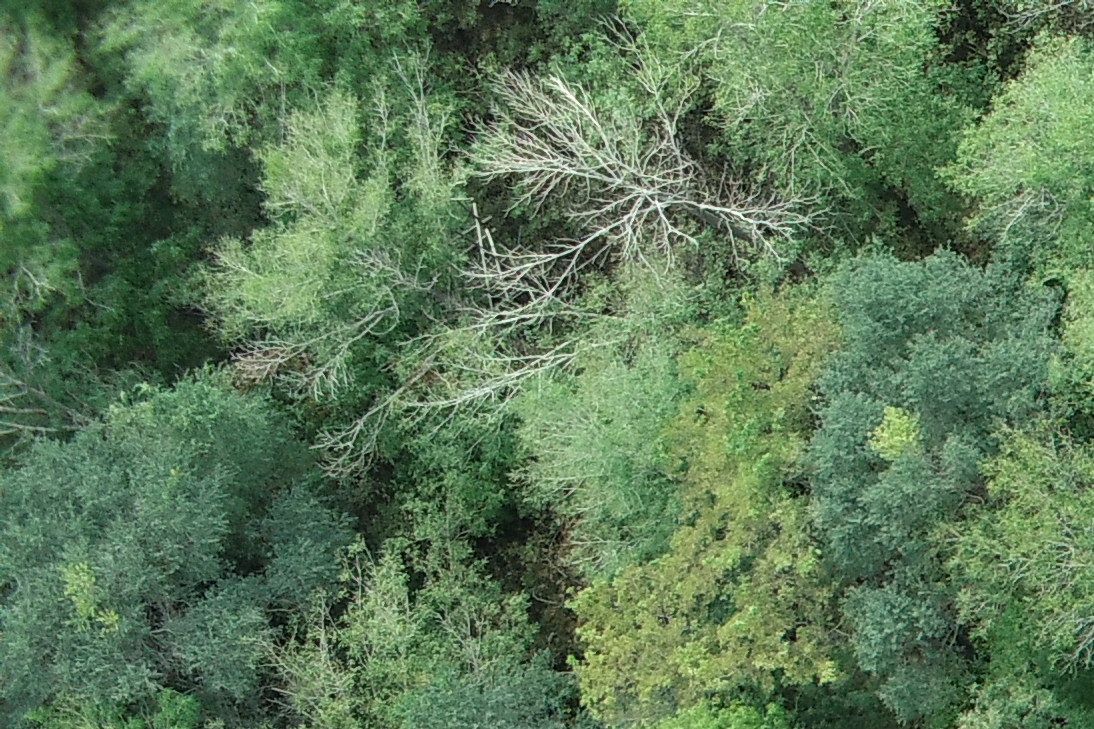 Tree2 Object Detection Dataset By New Workspace Eey78