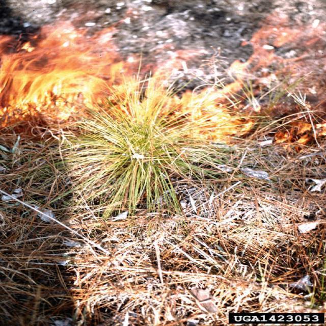 Main Dataset Object Detection Model By Fire 2