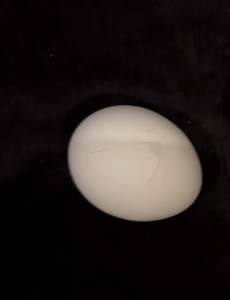 Duck Detection Object Detection Model By Duck Eggs