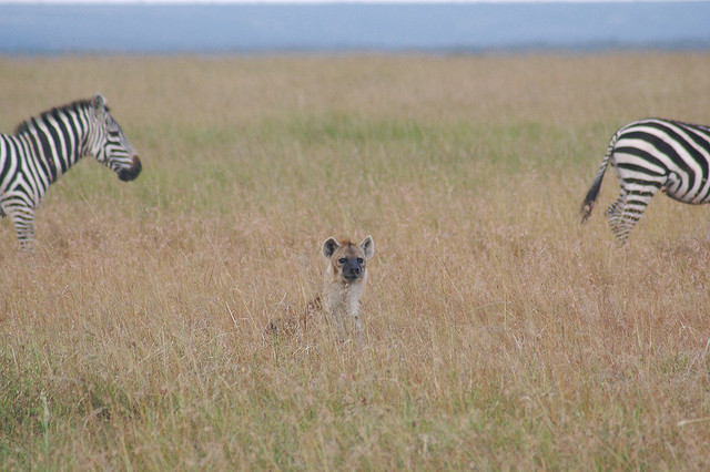 Object Detection ORASys Object Detection Dataset and Pre-Trained Model ...