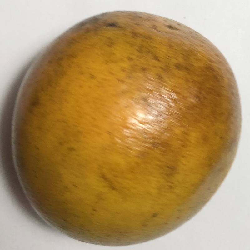 citrus disease Instance Segmentation Model by naspadsupremasi