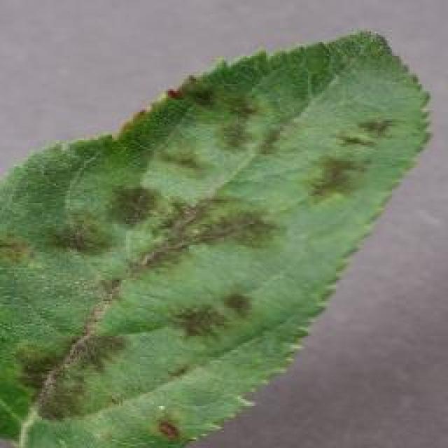 Apple Object Detection Dataset by Mini Project