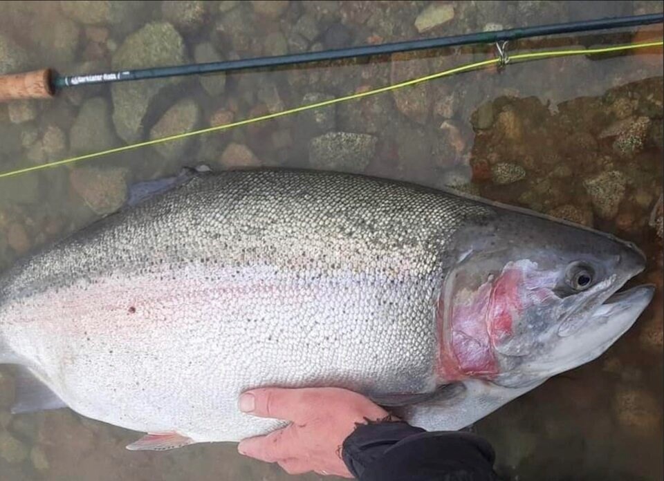 Salmonidae Object Detection Dataset by Rebirth Studios