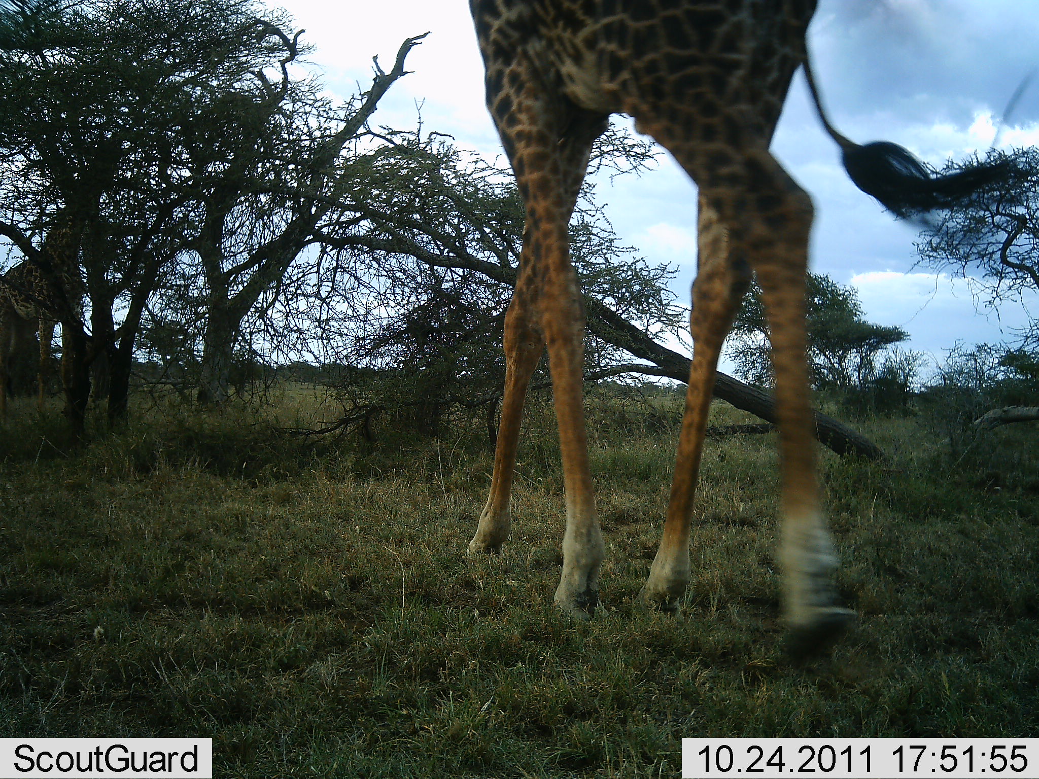 Giraffe Dataset Object Detection Dataset by Karim Siala
