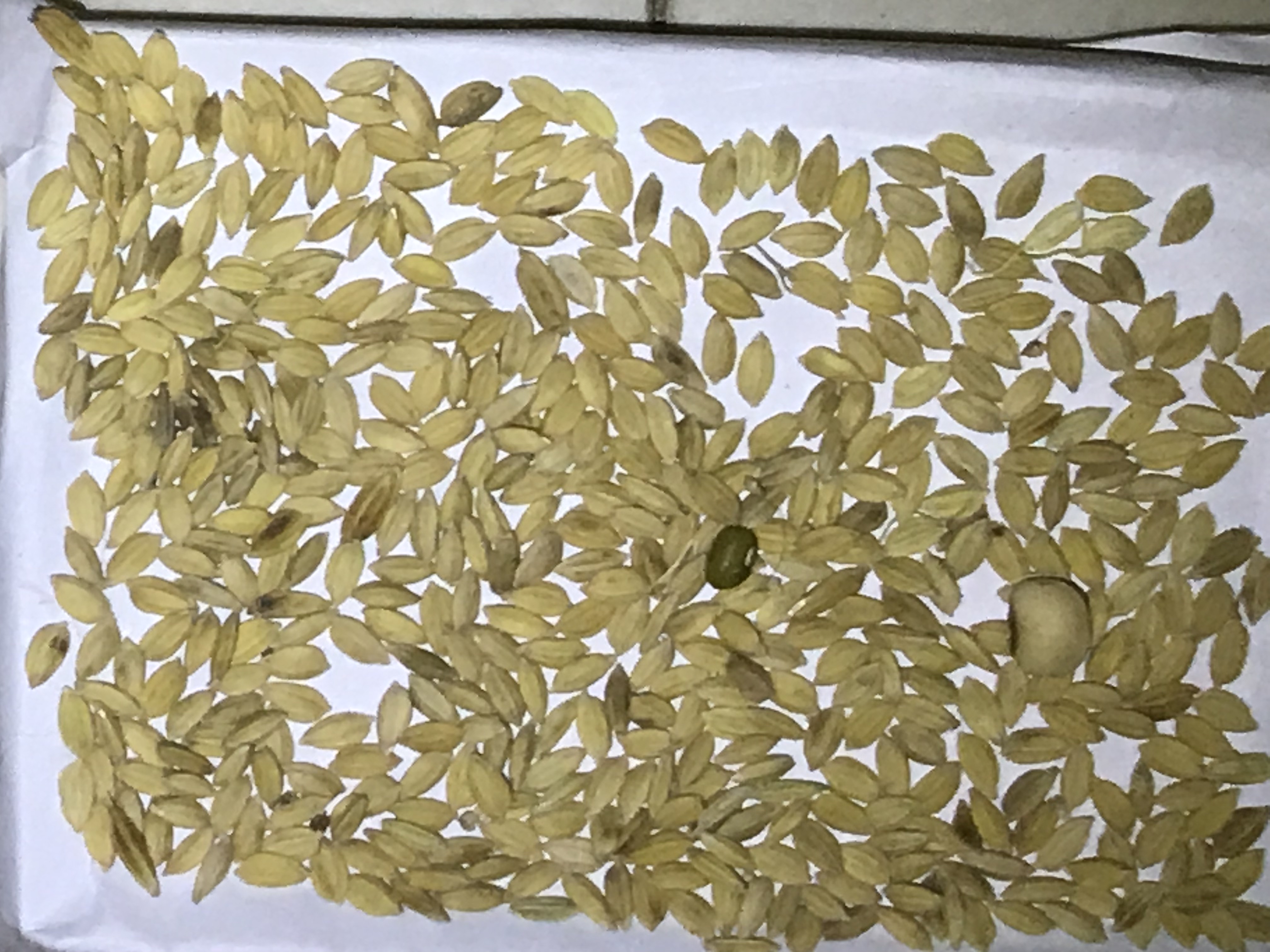 seeds paddy Object Detection Model by UNI