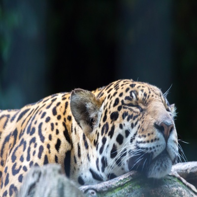 Tiger Object Detection Dataset by Theerapong