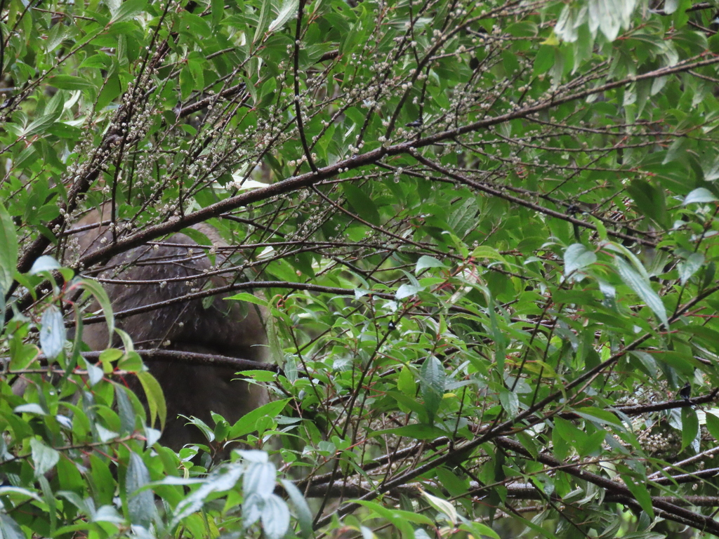 Monkey model Object Detection Dataset by Weighted model