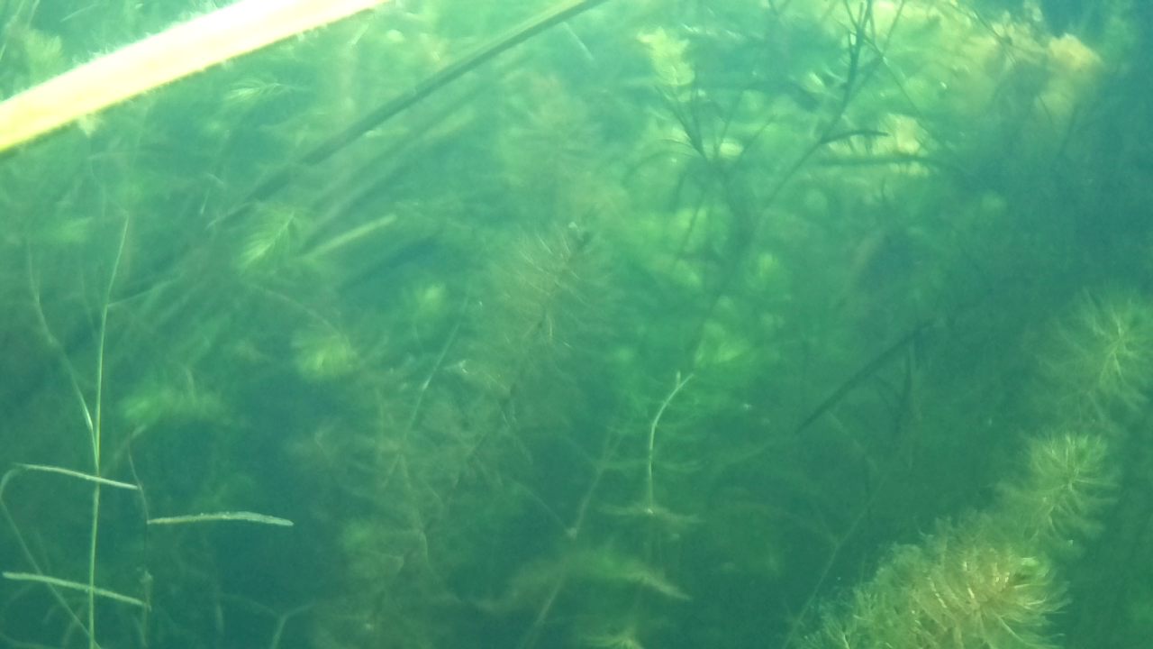 Freshwater Fish Detection Object Detection Model By Freshwater Fish