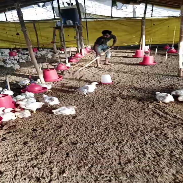 Poultry Farm Object Detection Dataset By Project 1