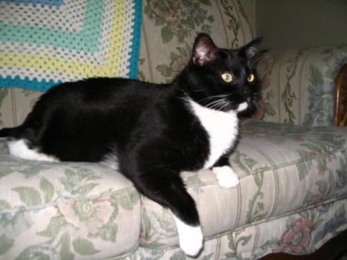 Allen Varghese - Roboflow Universe