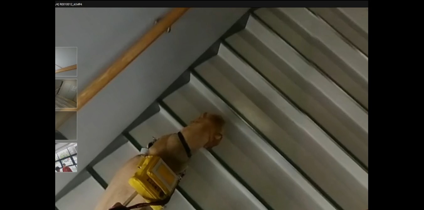 Guide dog - Roboflow Universe