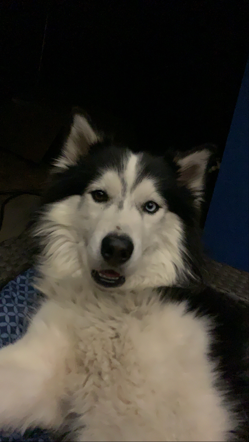 My Pets detection Object Detection Model by Ethan Ortega