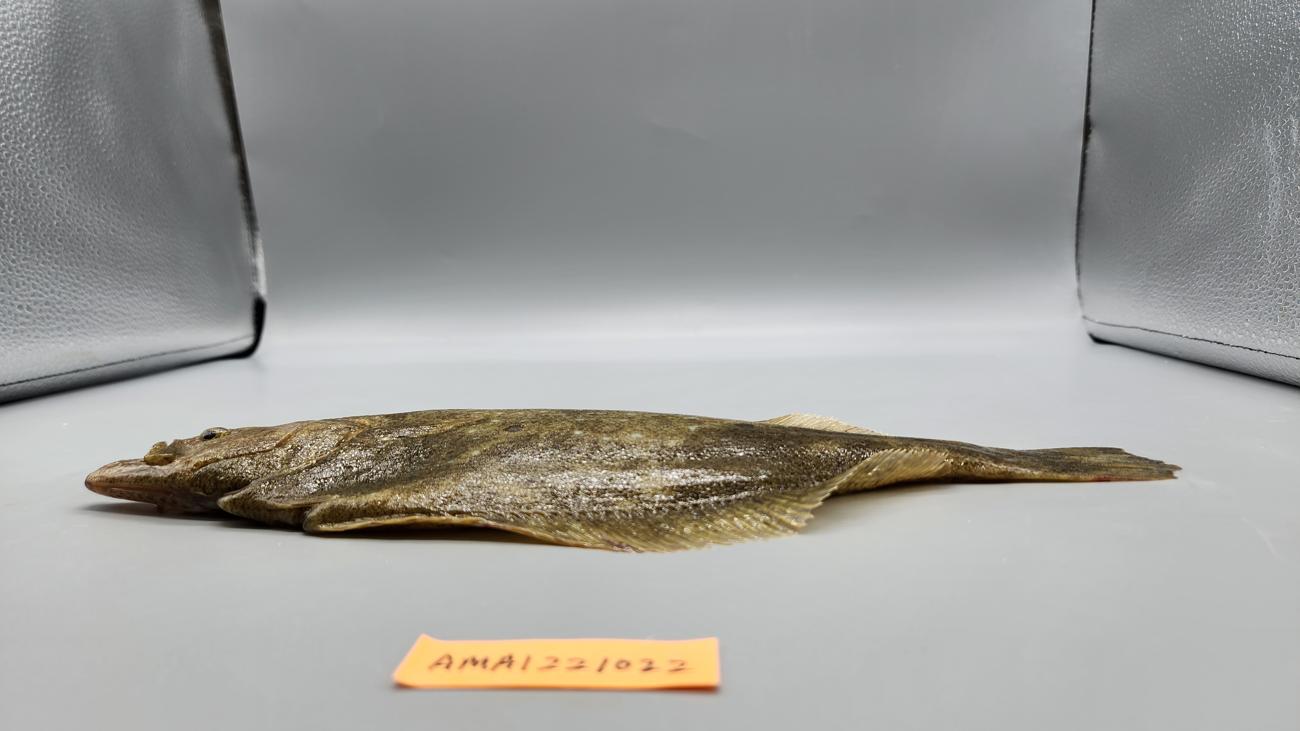 fish disease detector Object Detection Dataset by college