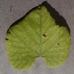 grape Object Detection Dataset by environmentoflowlight