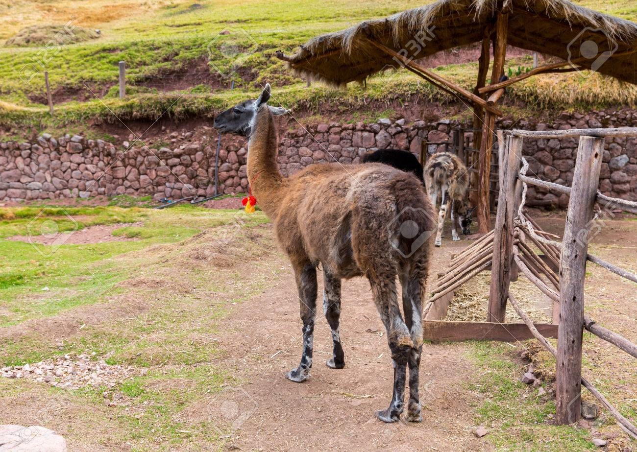 Alpaca Object Detection Dataset By Objetos Test