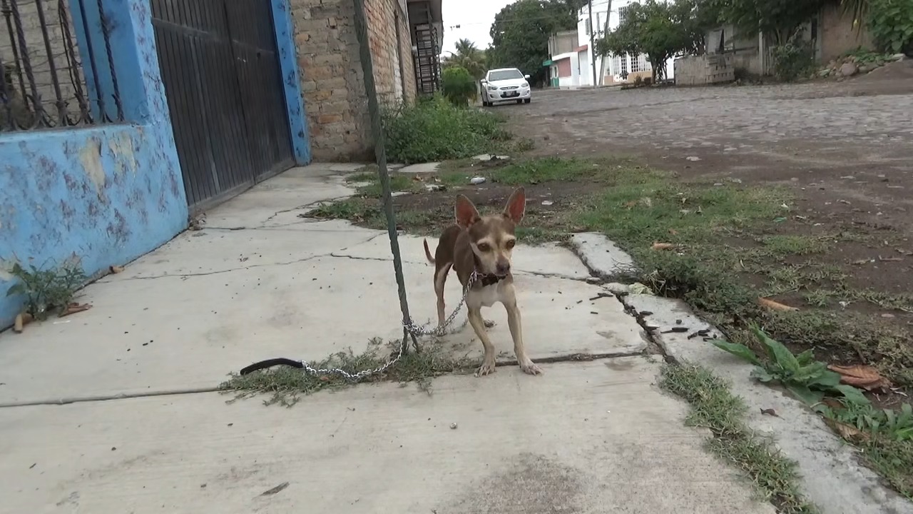 Dog Emotion Dataset Object Detection Dataset by dog emotions
