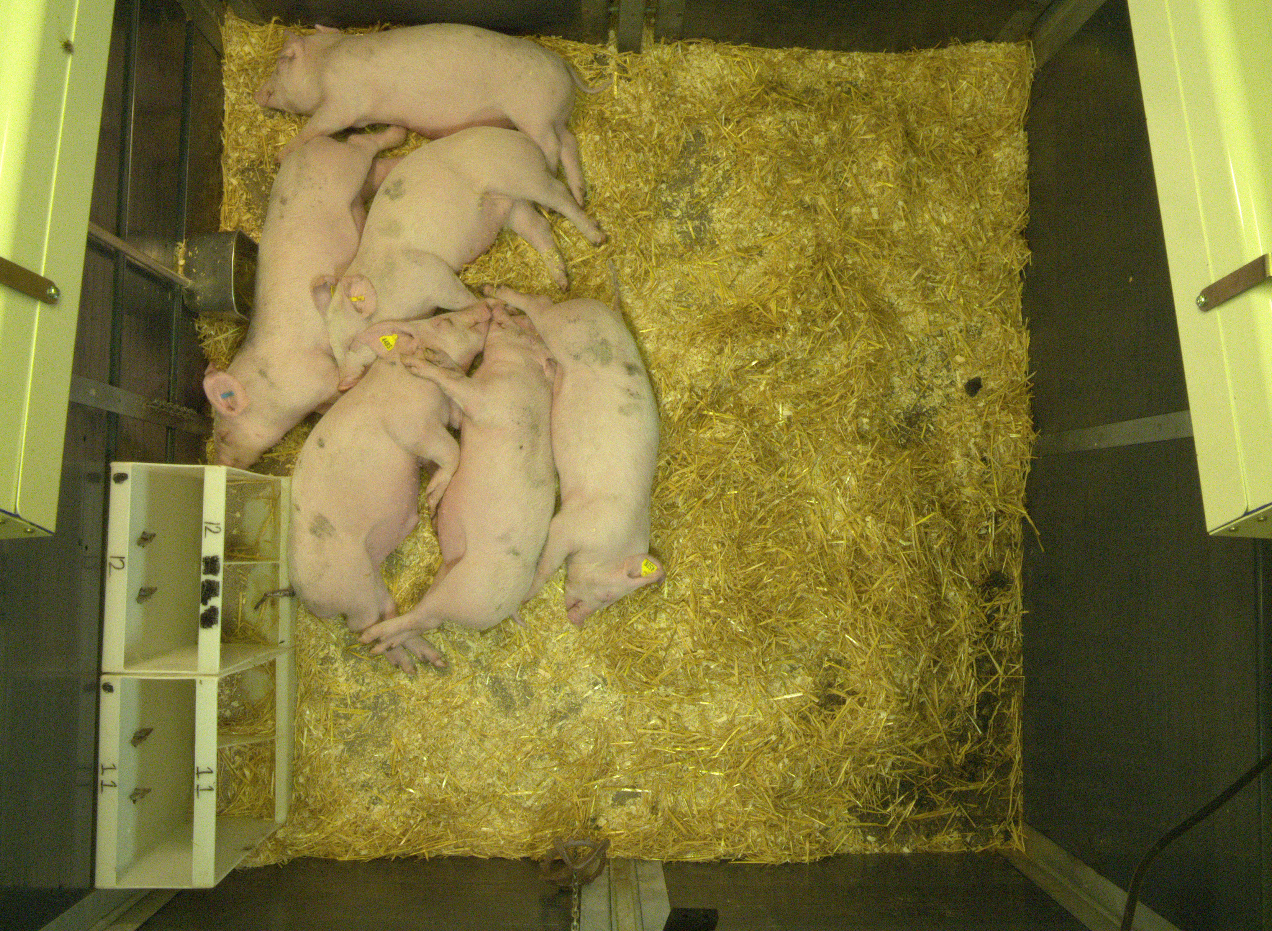 pig-segmentation Instance Segmentation Dataset by Pigs