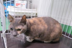 Cat faces Object Detection Model by findmyneko