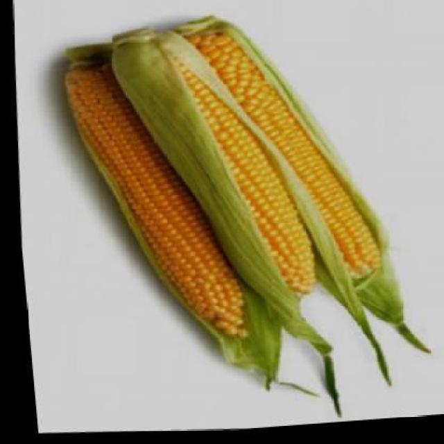 Corn Object Detection Dataset By Verduras2