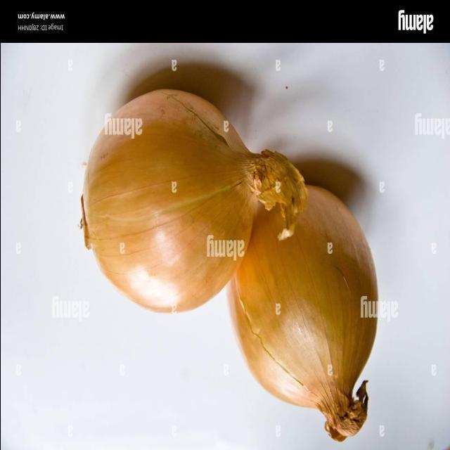 onion Object Detection Model by verduras2