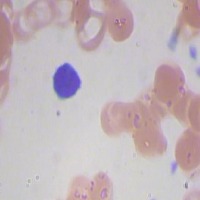 Nihars Workspace - Roboflow Universe