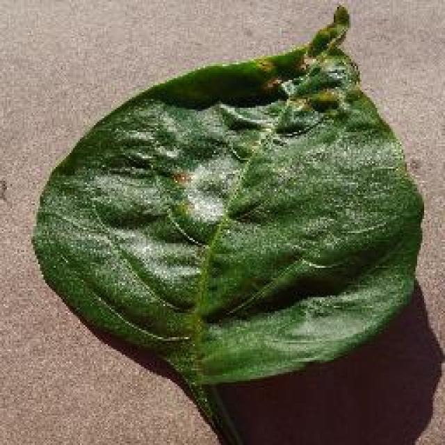 Leaf Disease Classification Model by product