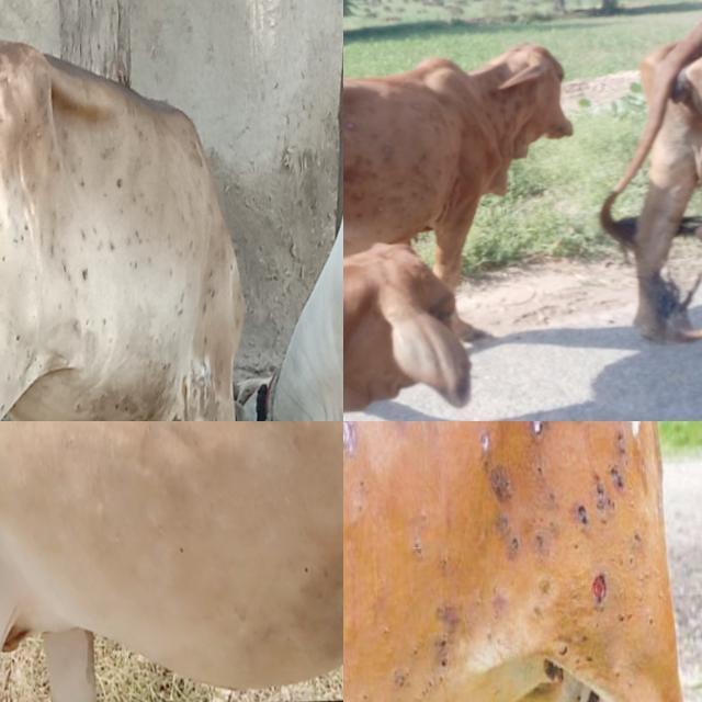 animal_pathologies Object Detection Dataset and Pre-Trained Model by Merv animal_pathologies Object Detection Dataset and Pre-Trained Model by Merv