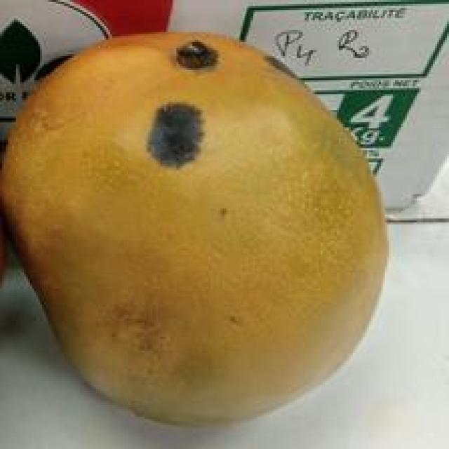 Mango defect Object Detection Dataset (v5, 2024-07-21 3:05pm) by ... Mango defect Object Detection Dataset (v5, 2024-07-21 3:05pm) by ...
