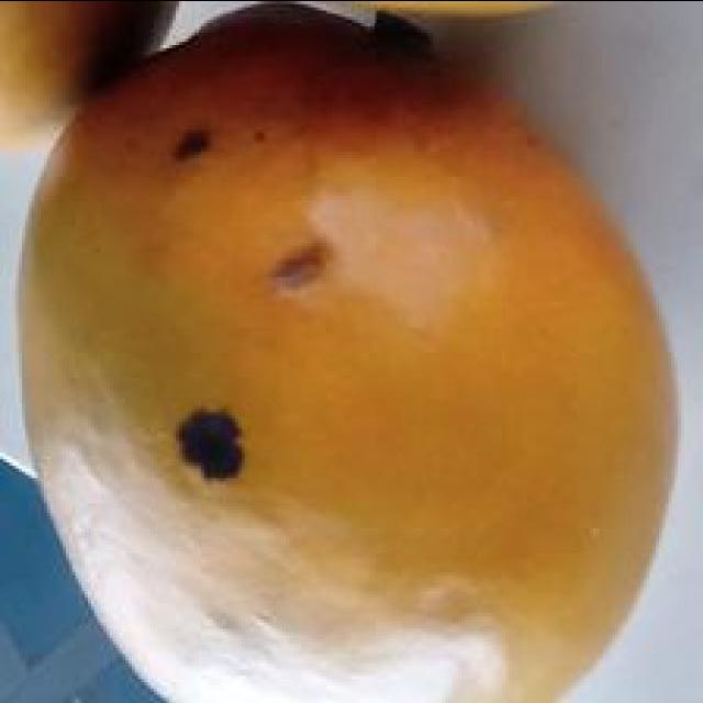 Mango defect Object Detection Dataset by AkshathaPrabhu Mango defect Object Detection Dataset by AkshathaPrabhu