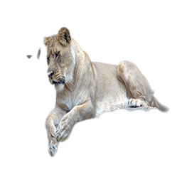 detection of wild animals Object Detection Dataset by Detetction