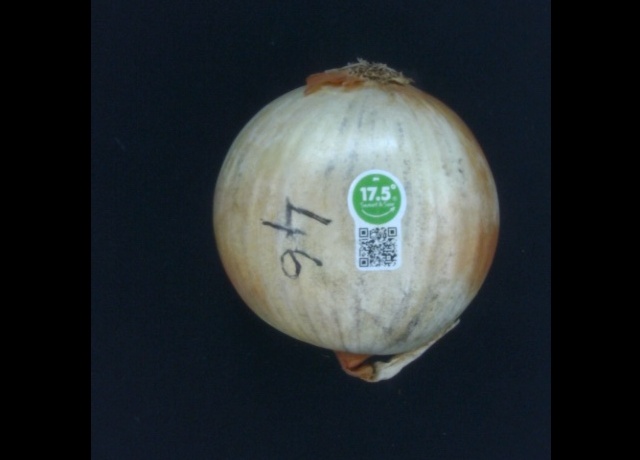 onion tips and root Object Detection Dataset by onion dataset