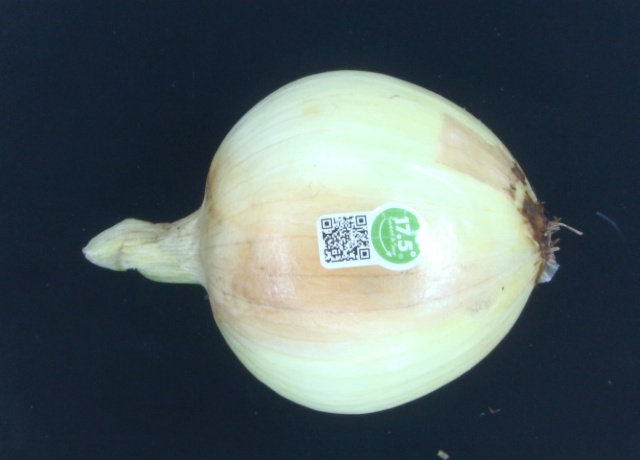 onions detection Object Detection Model by onion dataset