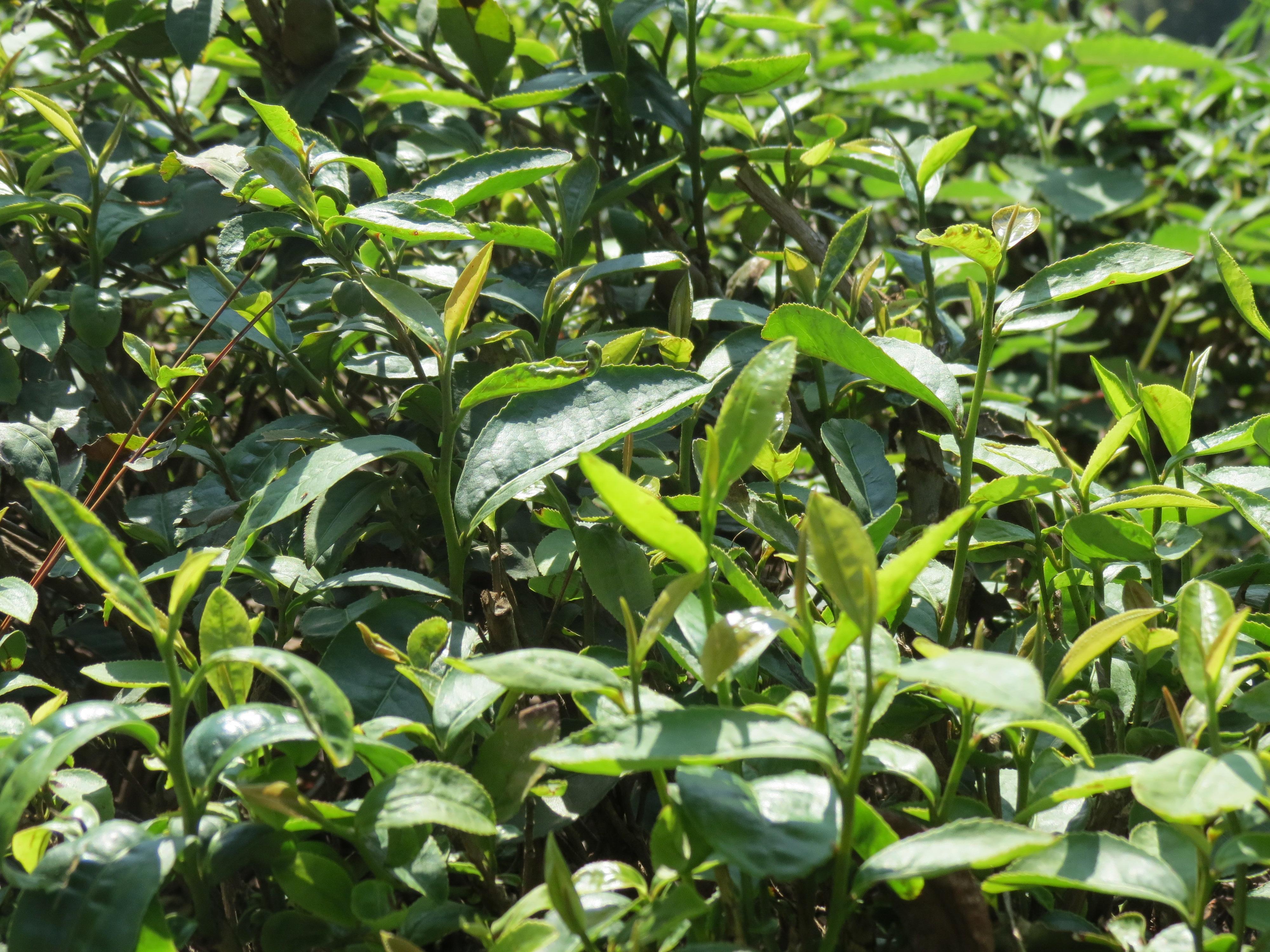 How to Use the tea leaf cutting machine Object Detection API