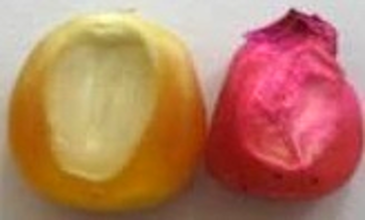 Detect Corn Object Detection Dataset by nusev