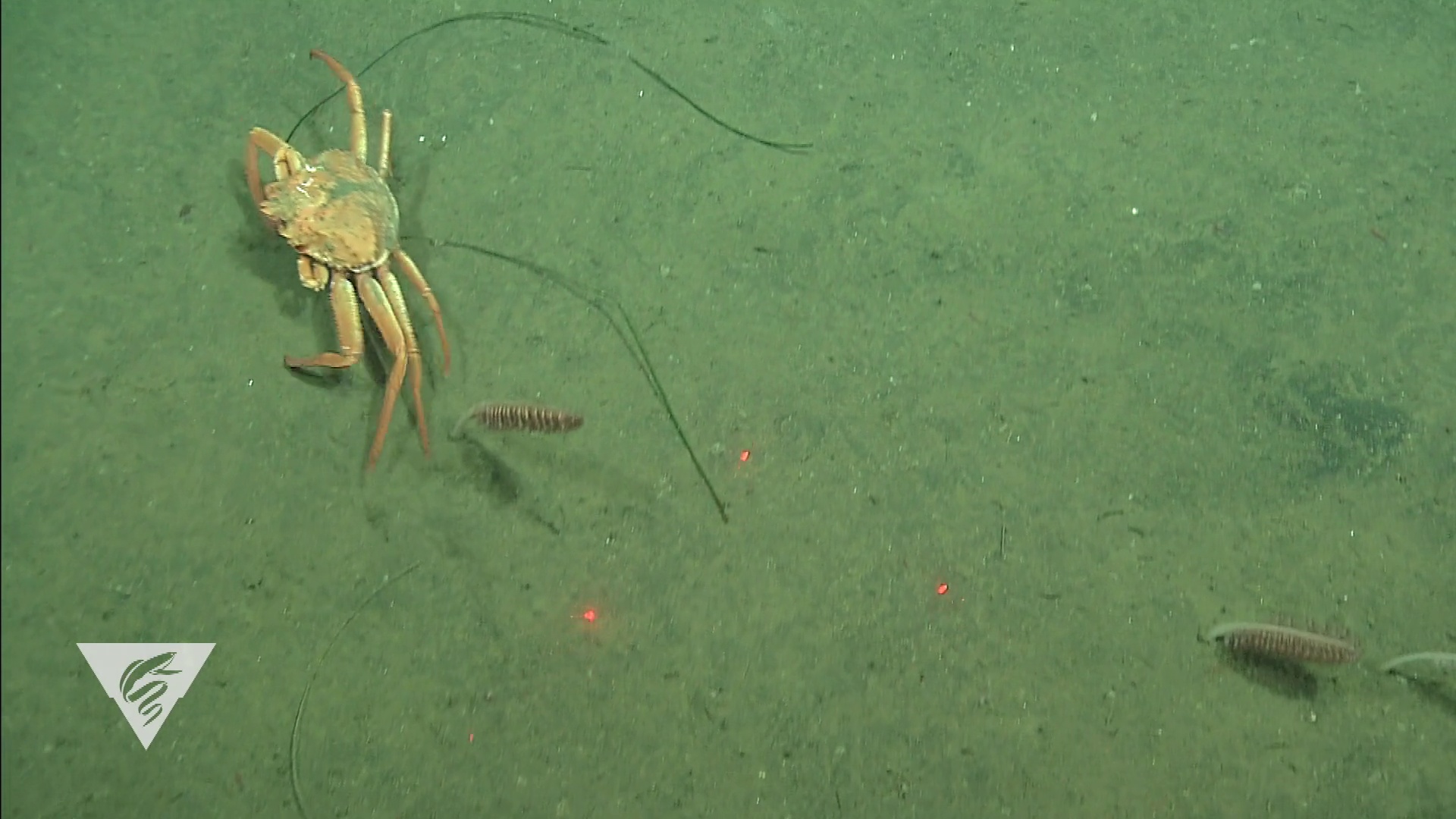 not brittle stars Object Detection Dataset by noaa