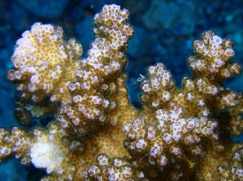 Coral Net Instance Segmentation Dataset and Pre-Trained Model by Workspace