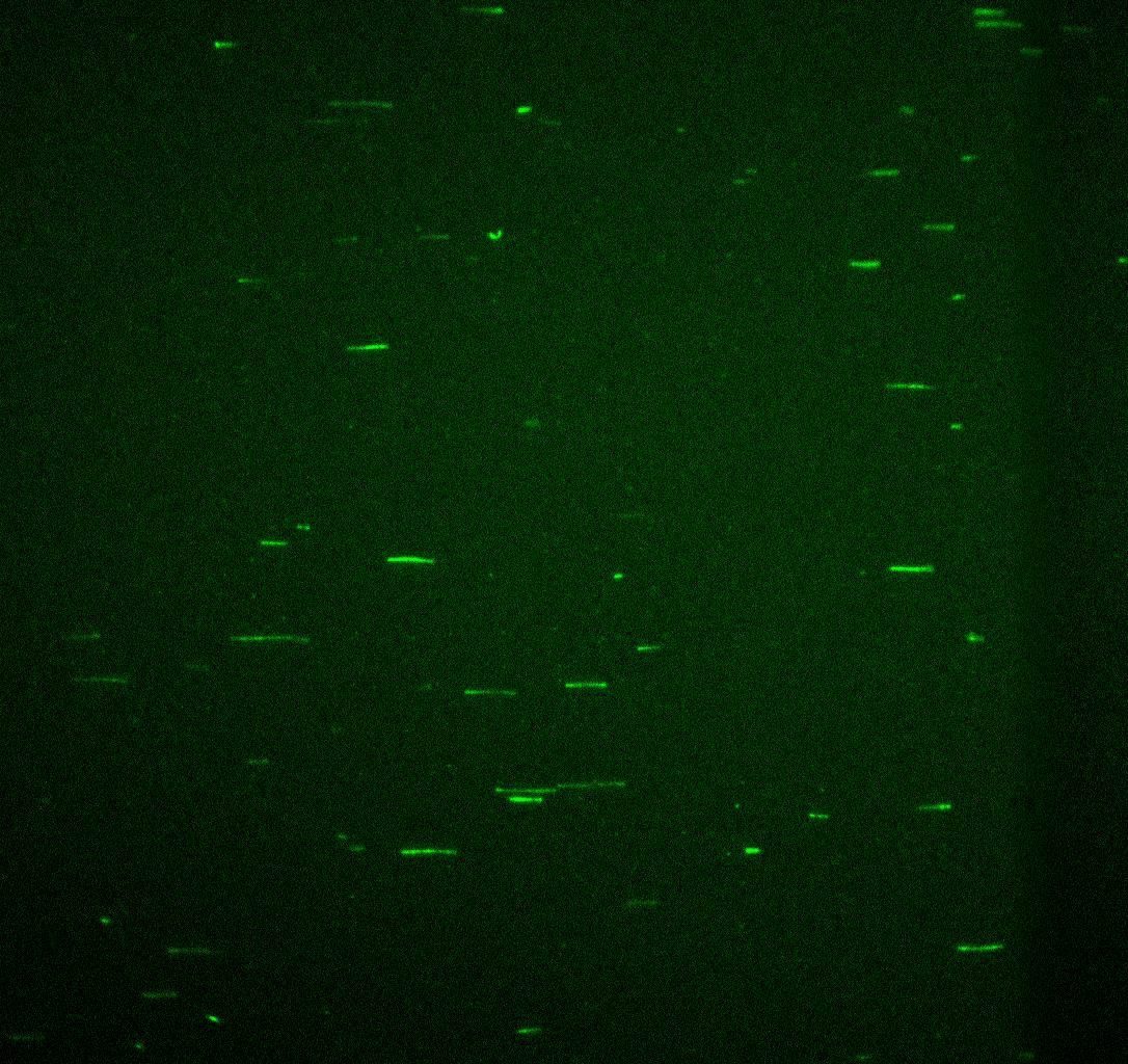 Actin filaments Instance Segmentation Dataset and Pre-Trained Model by workspace