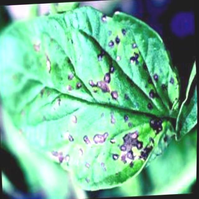 Plant_leaf_disease_detection Object Detection Model by ...