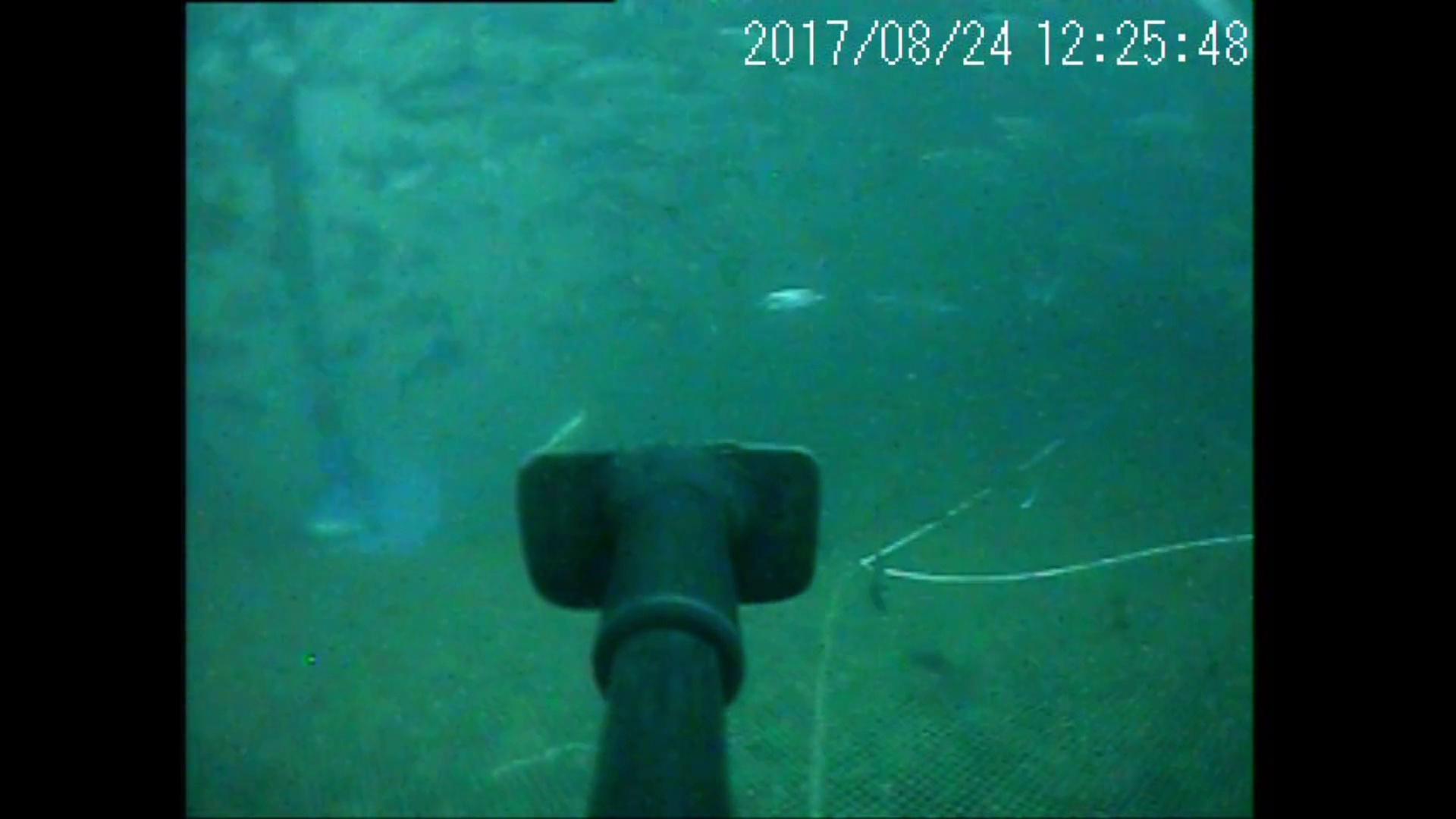 Mort fish detection Object Detection Dataset by MortFishDetection