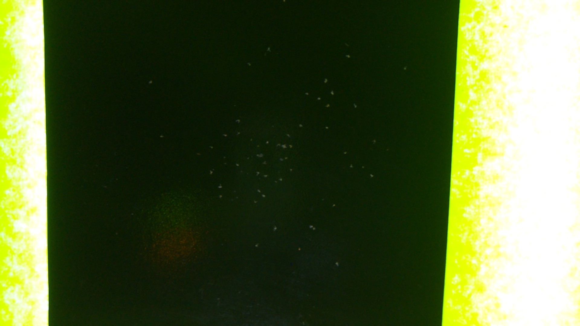 Whiteflies Object Detection Dataset by Thesis