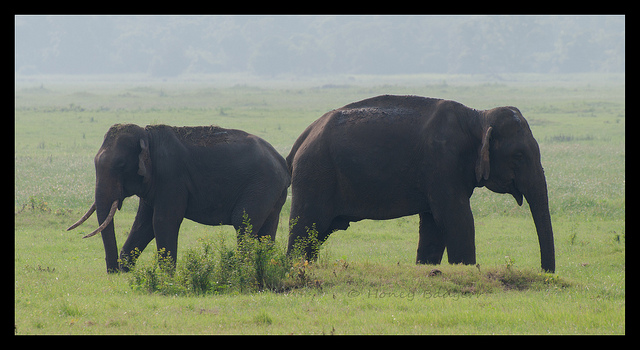 Elephant Object Detection Dataset by Elephant