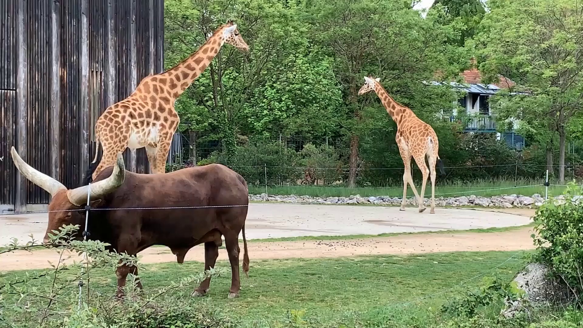Giraffes And Cows Object Detection Dataset V1 2022 04 27 11 58am By
