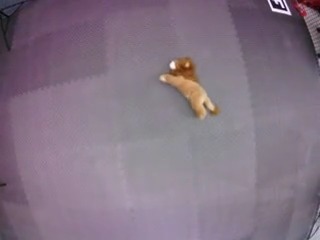 lion_2 Object Detection Dataset by nnws