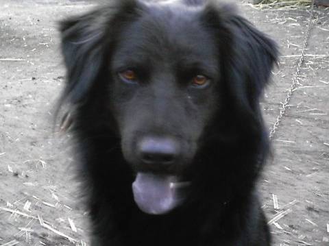 anadil - Roboflow Universe