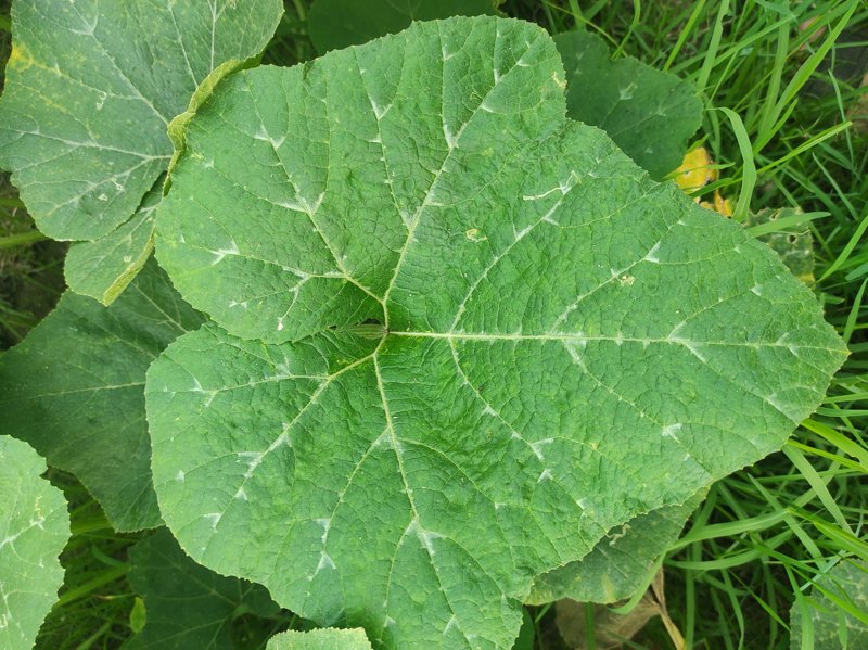 Pumpkin Leaf Dataset Classification Model by East West UniversityJoy Biswas