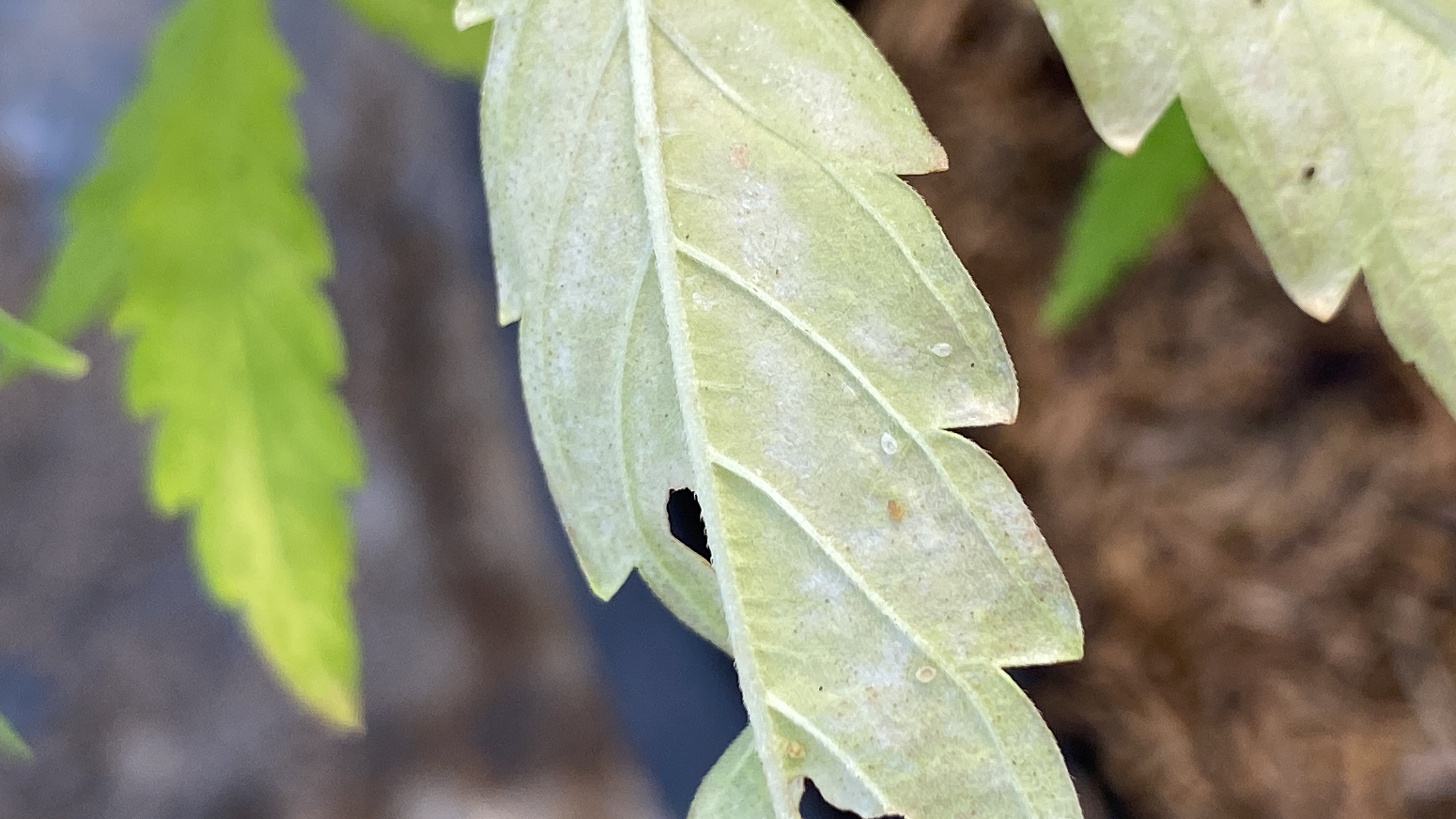 6. Aphid Infestation Object Detection Dataset by nawinee