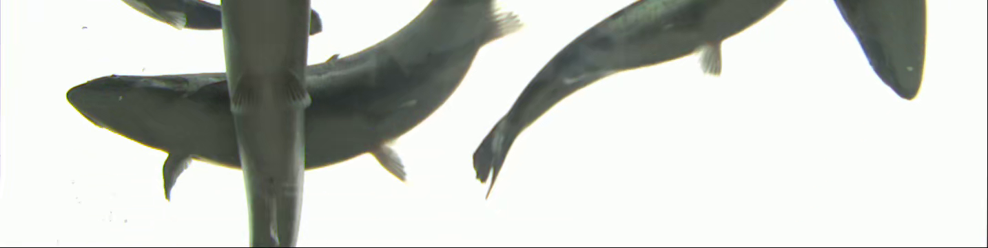 ReId Object Detection Dataset by Calculus