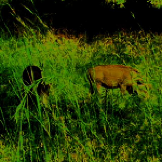 Wildlife Species Detection Object Detection Dataset And Pre Trained