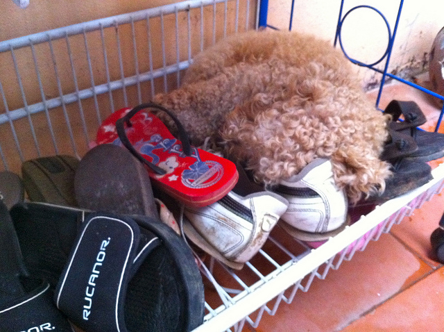 General Animal Object Detection Object Detection Dataset by stc